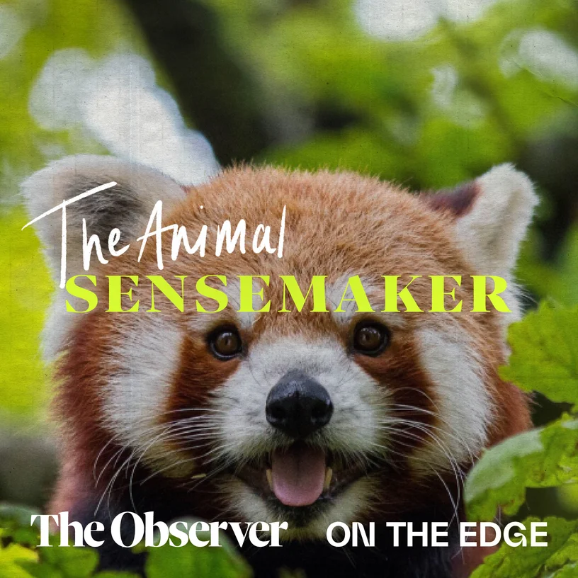 Is being so cute a curse for red pandas? | The Observer