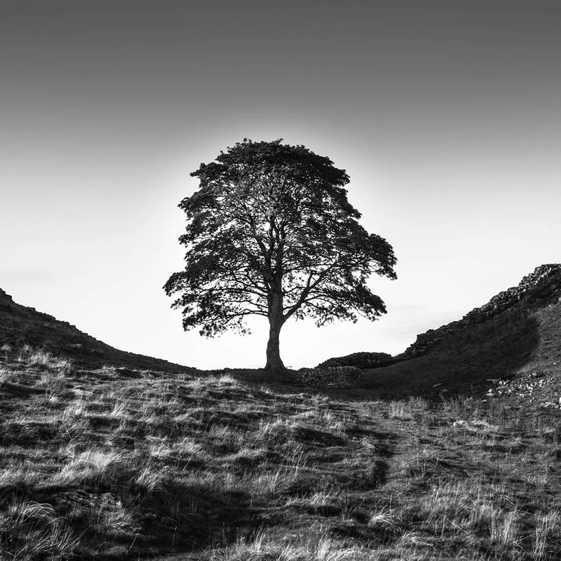 The felling of the Sycamore Gap tree | The Observer