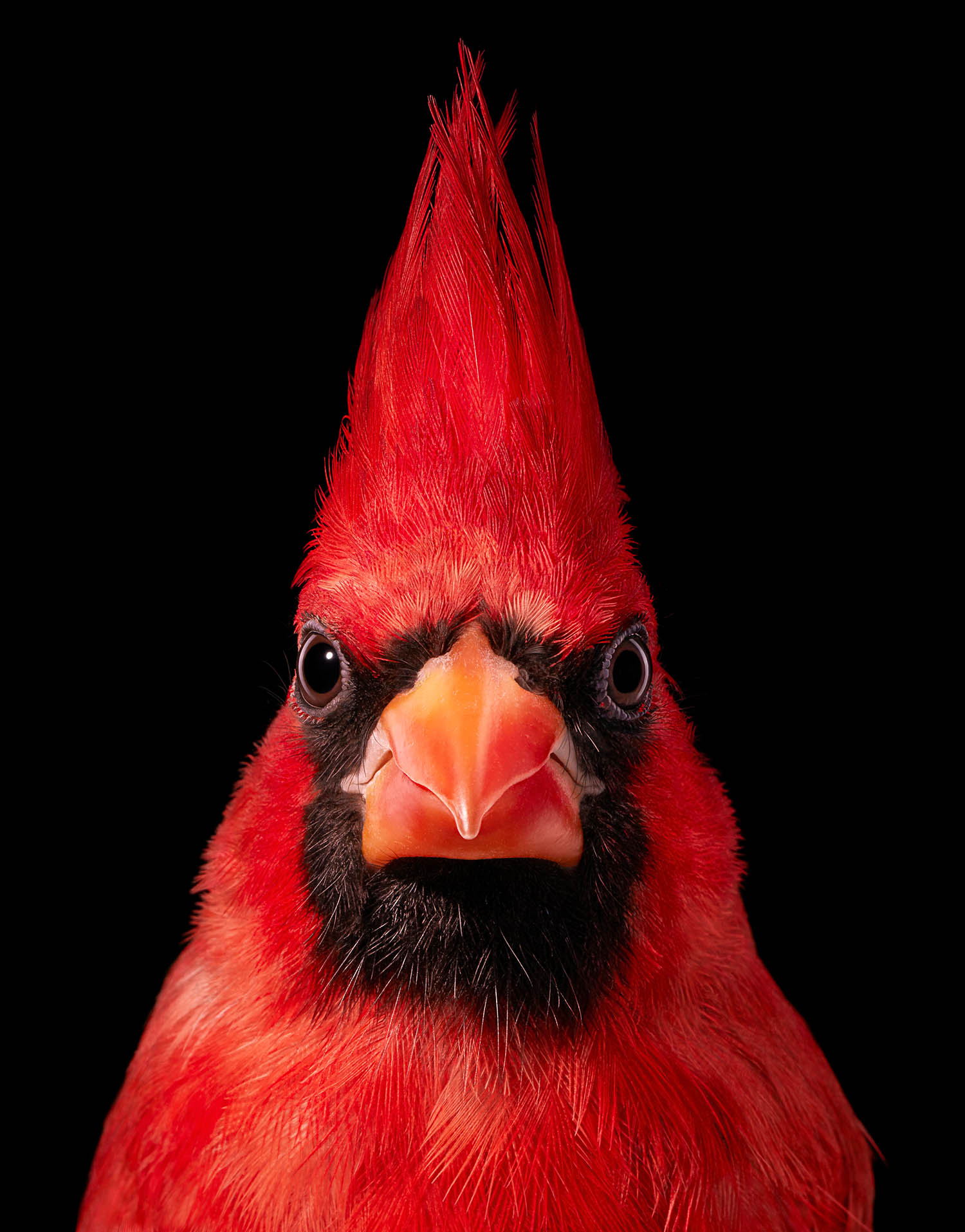 The big picture: Tim Flach’s angry bird | The Observer